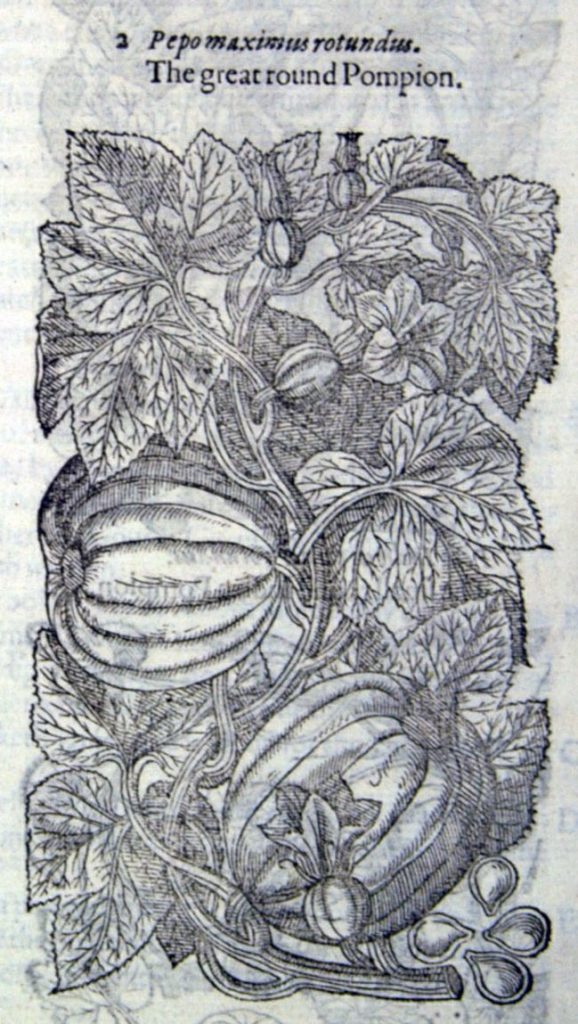 New World Foods in 16th Century England – A Baker's Peel Vert