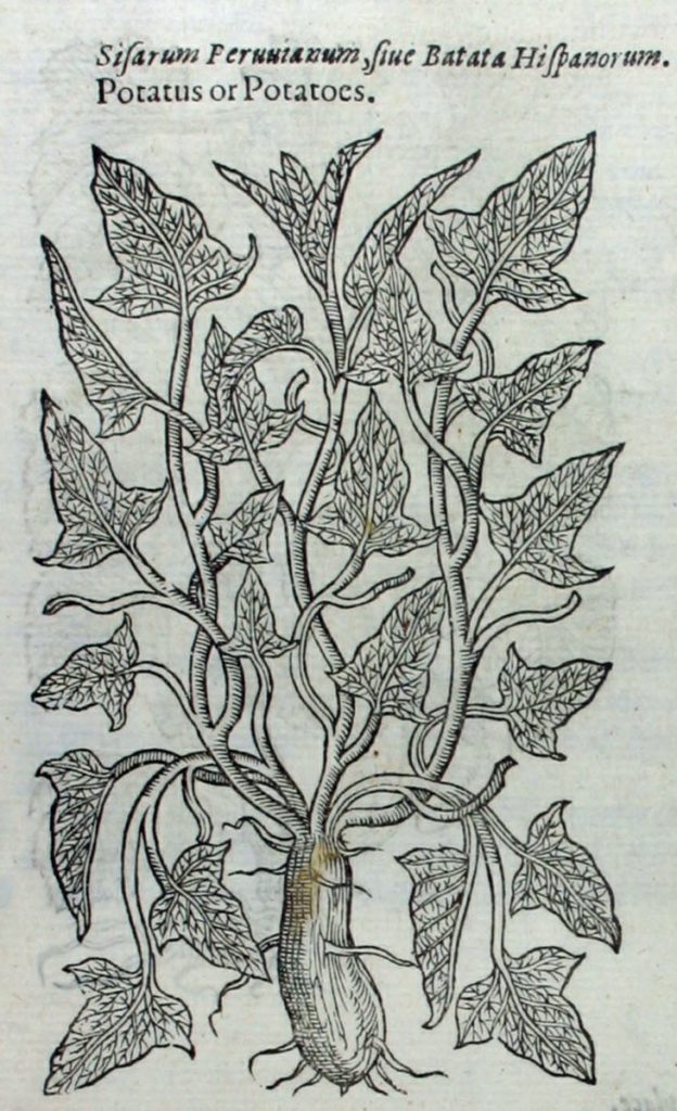 New World Foods in 16th Century England – A Baker's Peel Vert