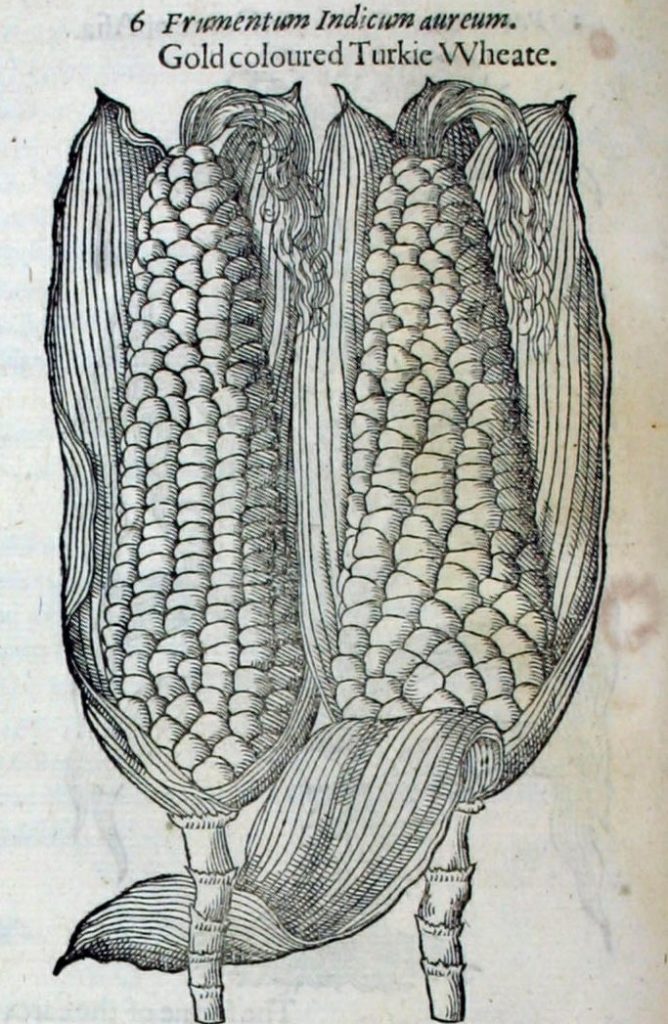 New World Foods in 16th Century England – A Baker's Peel Vert